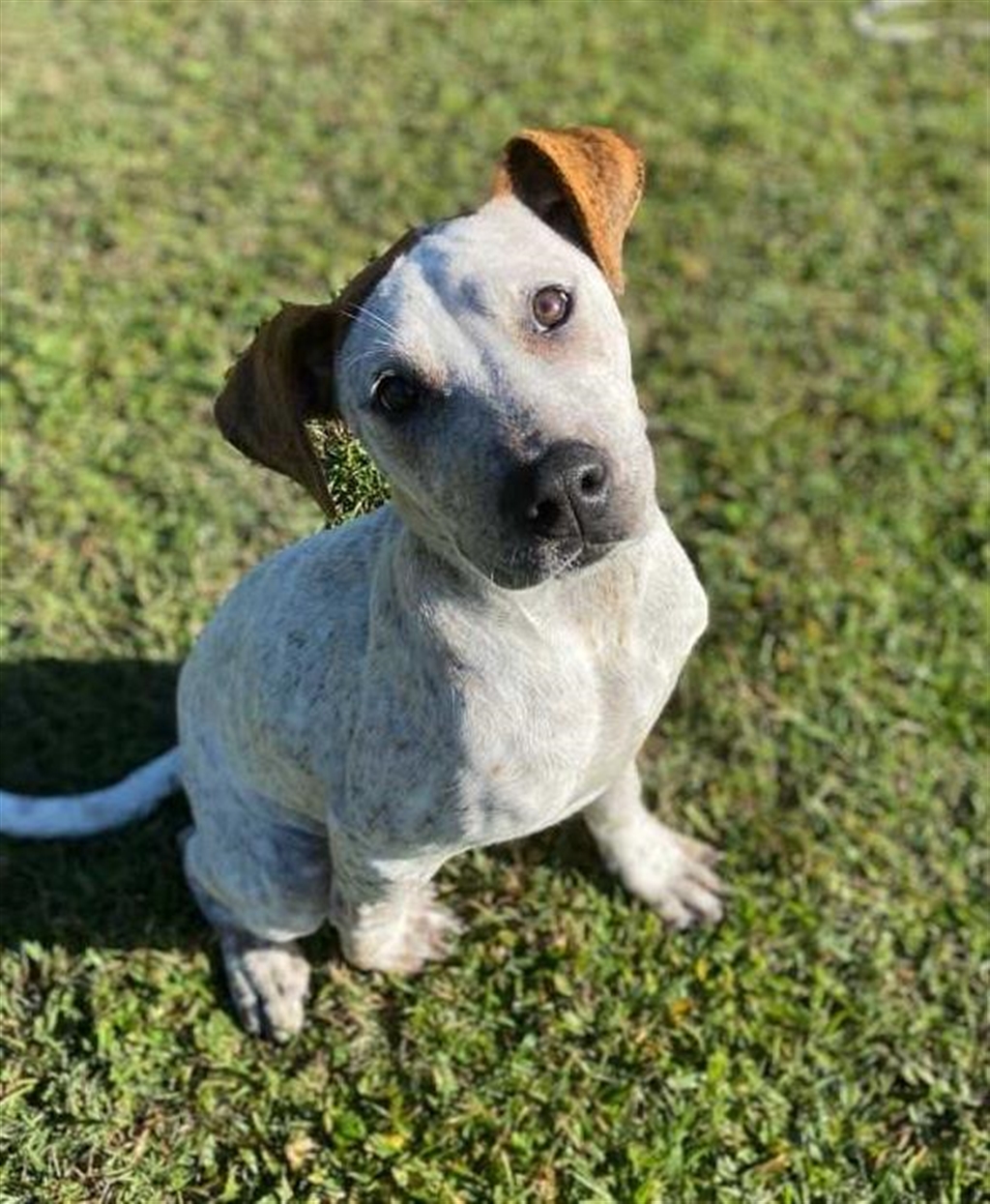 Cilla - Large Female American Bulldog x Australian Cattle Dog Mix Dog ...