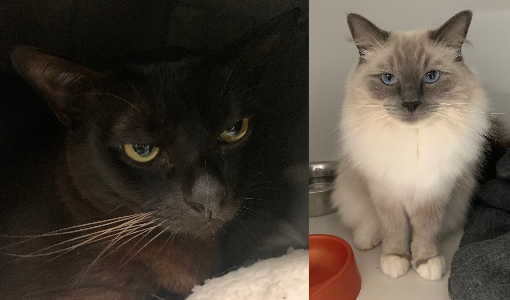 Cookie and TimTam - Male Ragdoll x Burmese Cat in NSW - PetRescue
