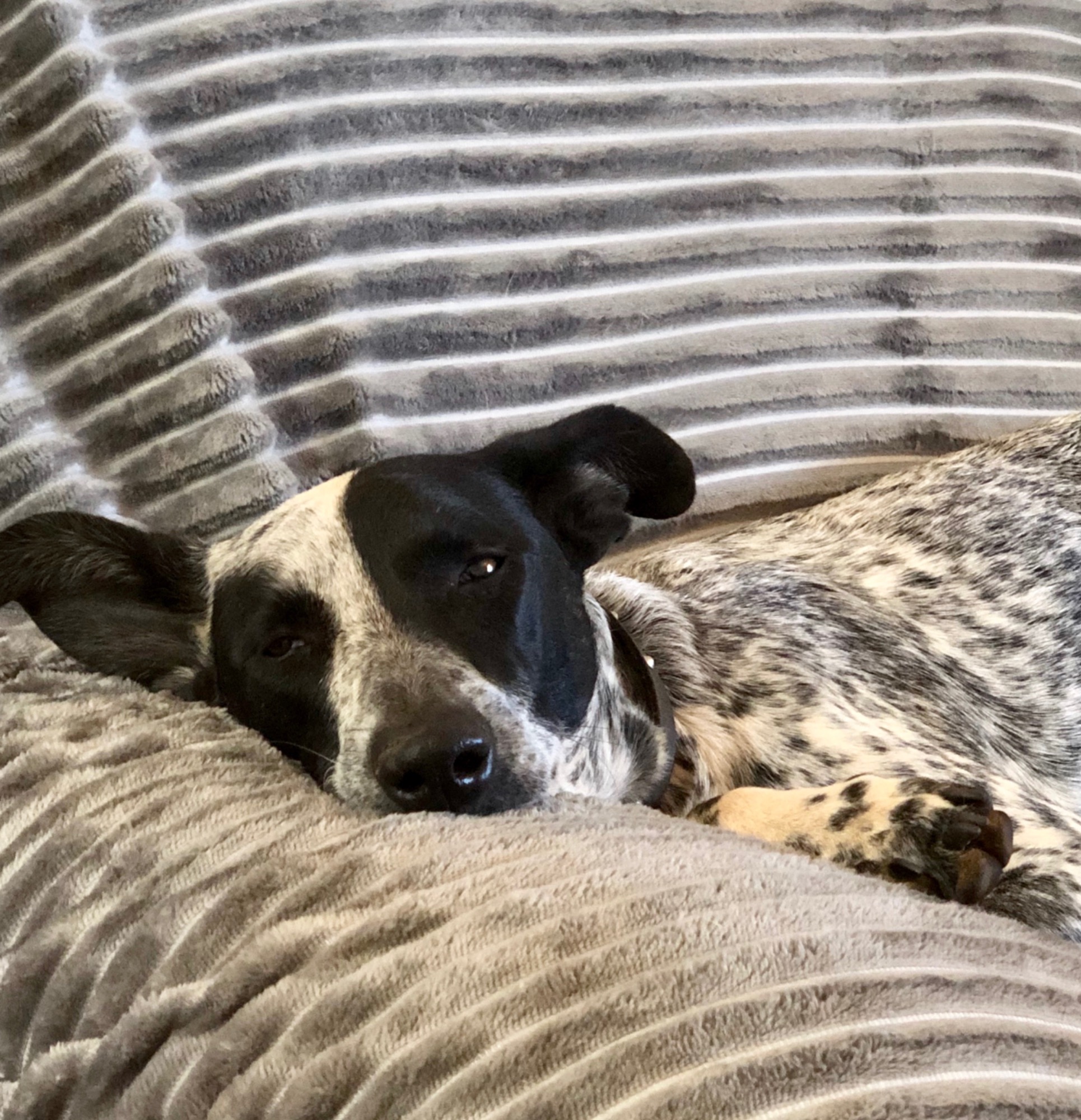 Pumba - Medium Male Mixed Dog in SA - PetRescue