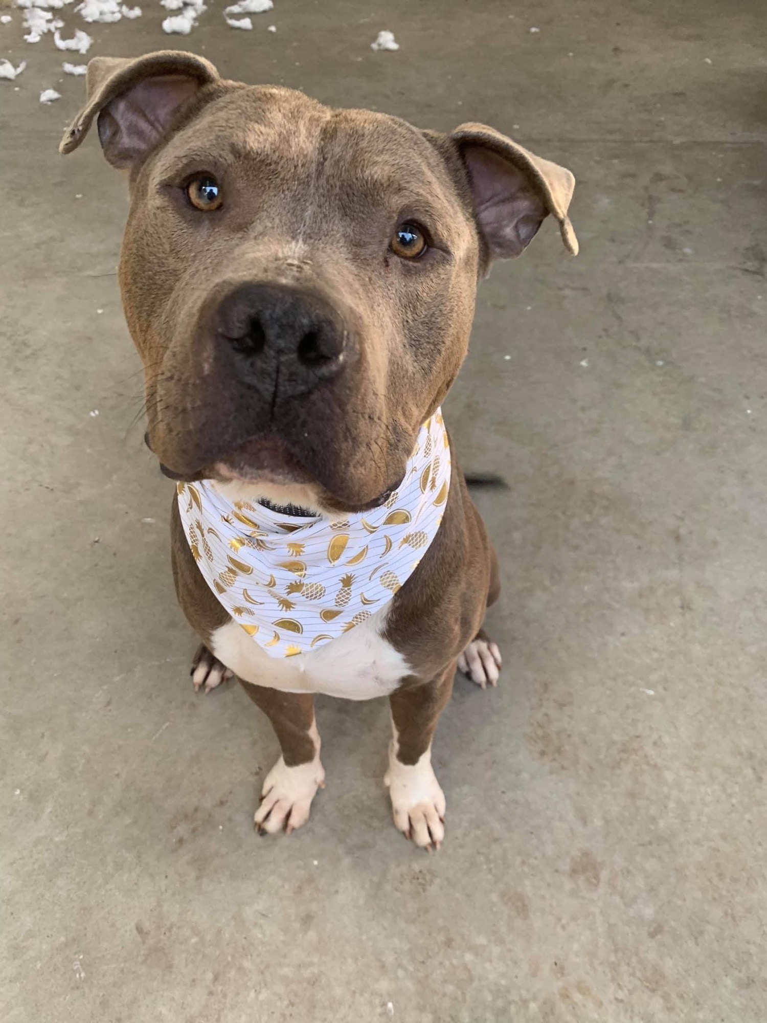 Zook - Medium Male Amstaff Dog in NSW - PetRescue