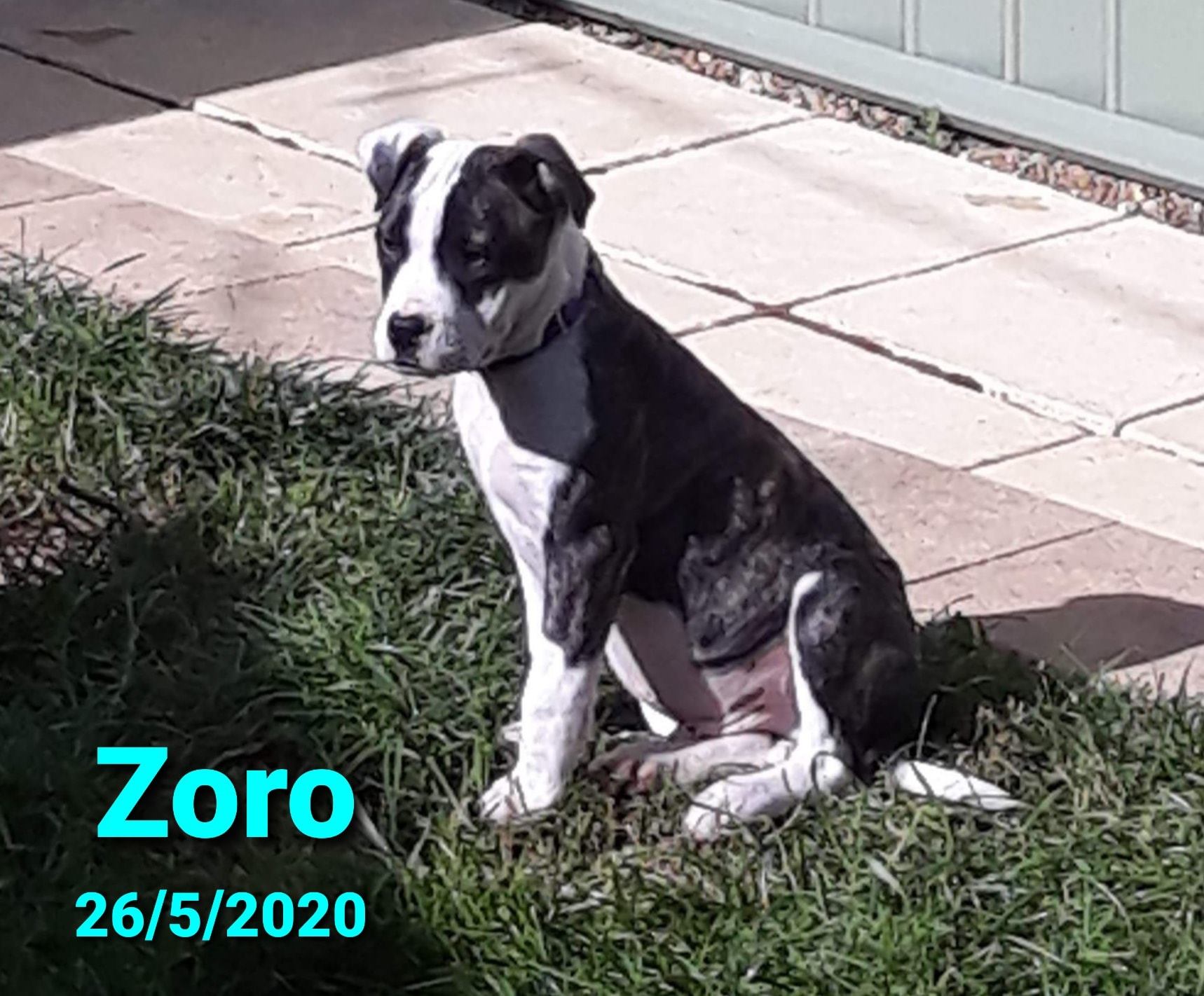 Zoro - Medium Male Mixed Breed Dog in VIC - PetRescue