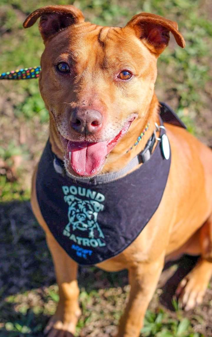 Busta - Medium Male Staffy Dog in NSW - PetRescue