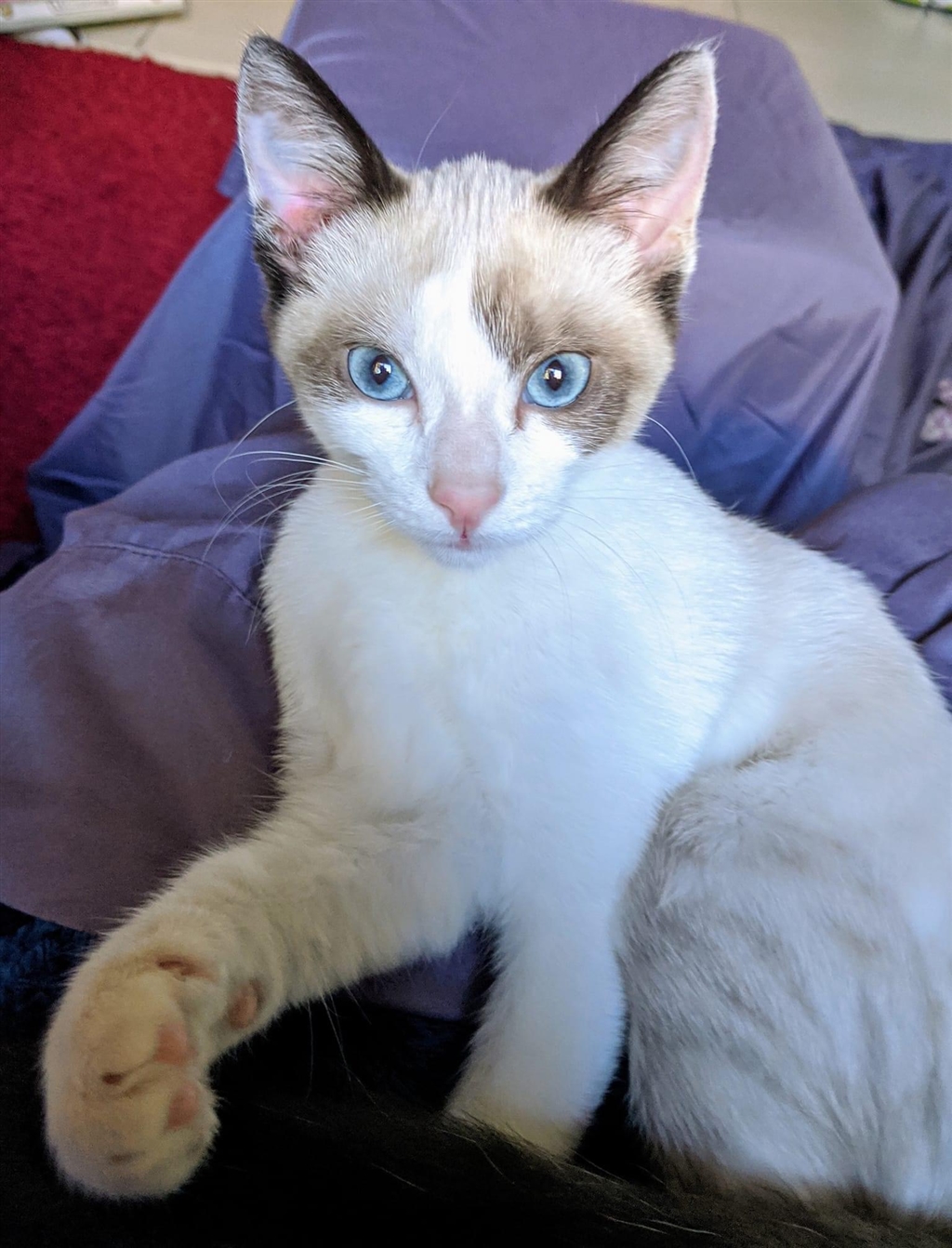 Maya - Female Snowshoe Mix Cat in QLD - PetRescue