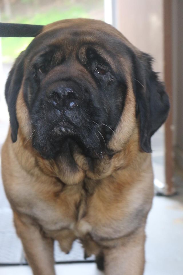 Tess - Large Female Mastiff Dog in NSW - PetRescue