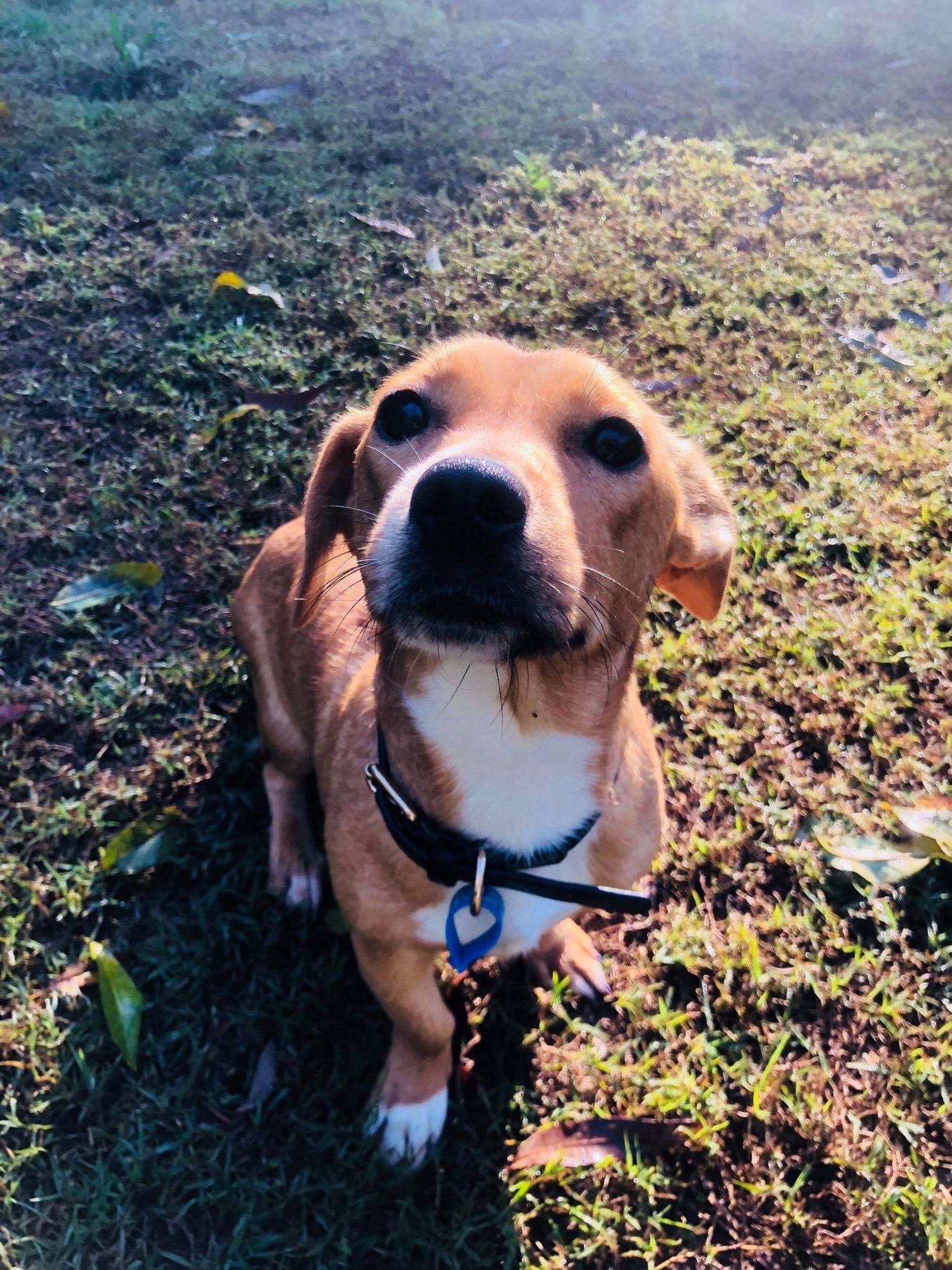 Chunky - Small Female Jack Russell Terrier Mix Dog in NSW - PetRescue