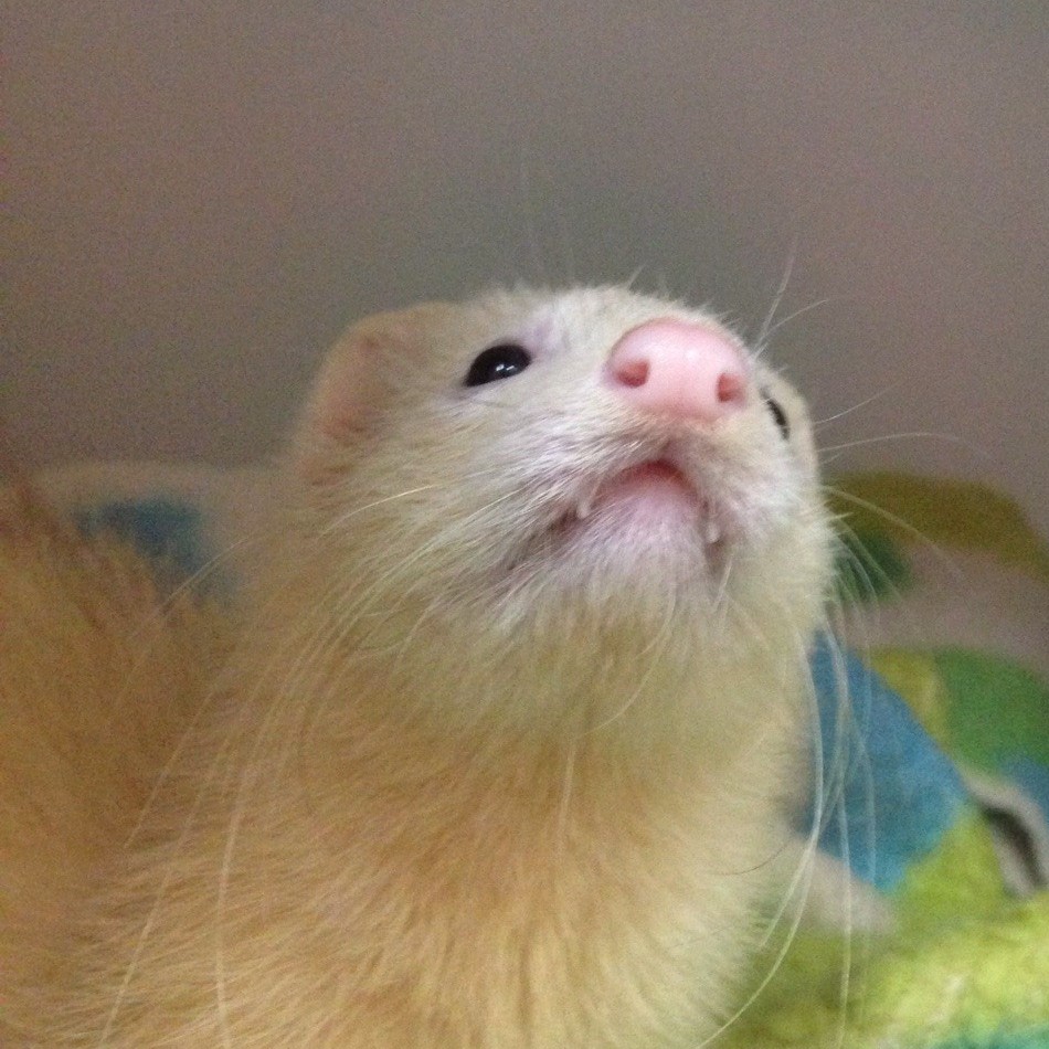 Bubbles - Female Ferret in VIC - PetRescue