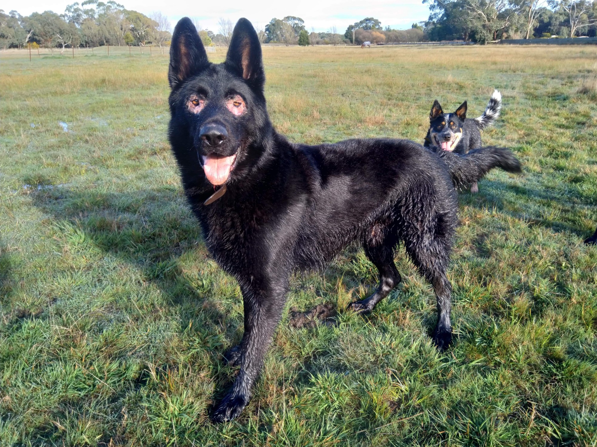 Gee - Large Male German Shepherd Dog in VIC - PetRescue