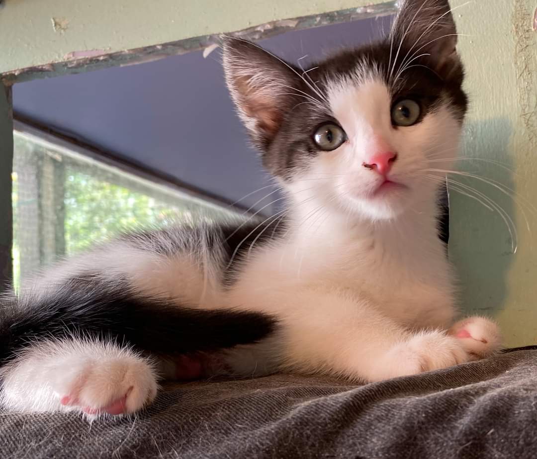 Jinxie - Male Domestic Short Hair Cat in QLD - PetRescue