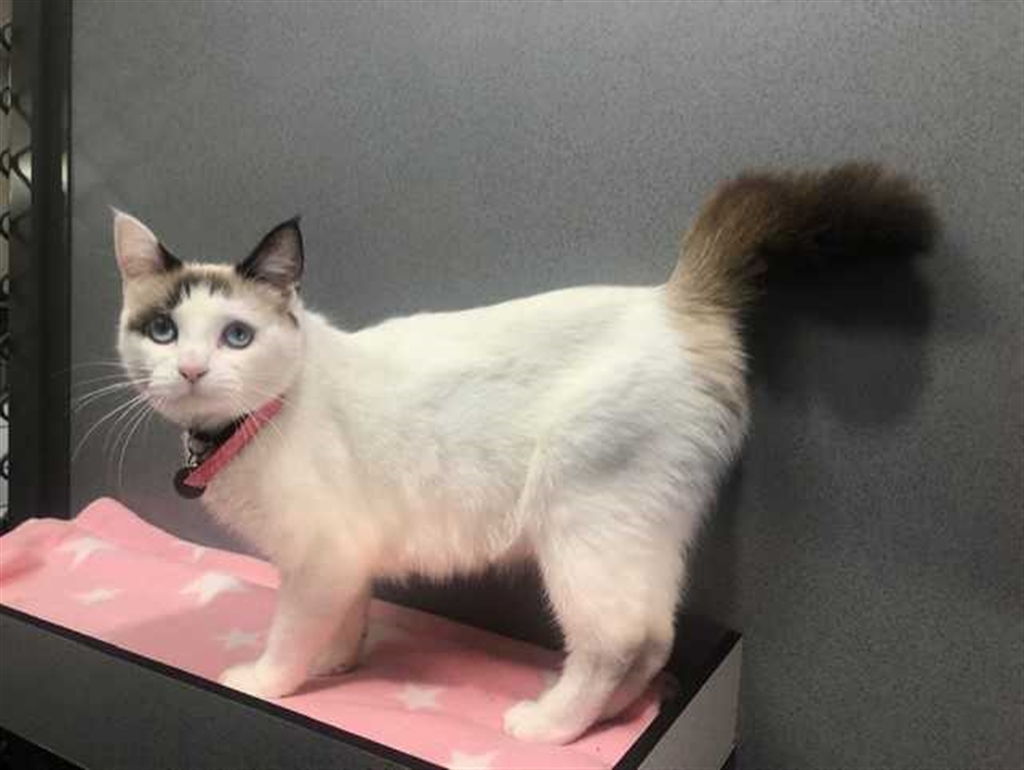 Pretty - Female Snowshoe Mix Cat in QLD - PetRescue