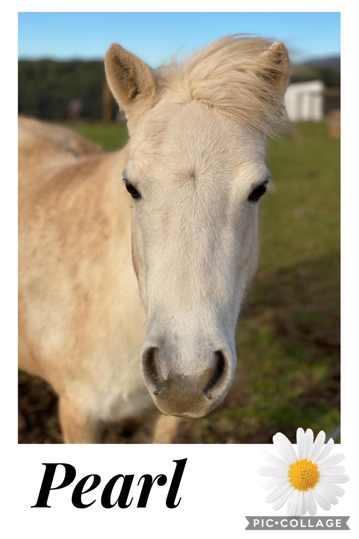 Forever Friends Animal Rescue - PetRescue