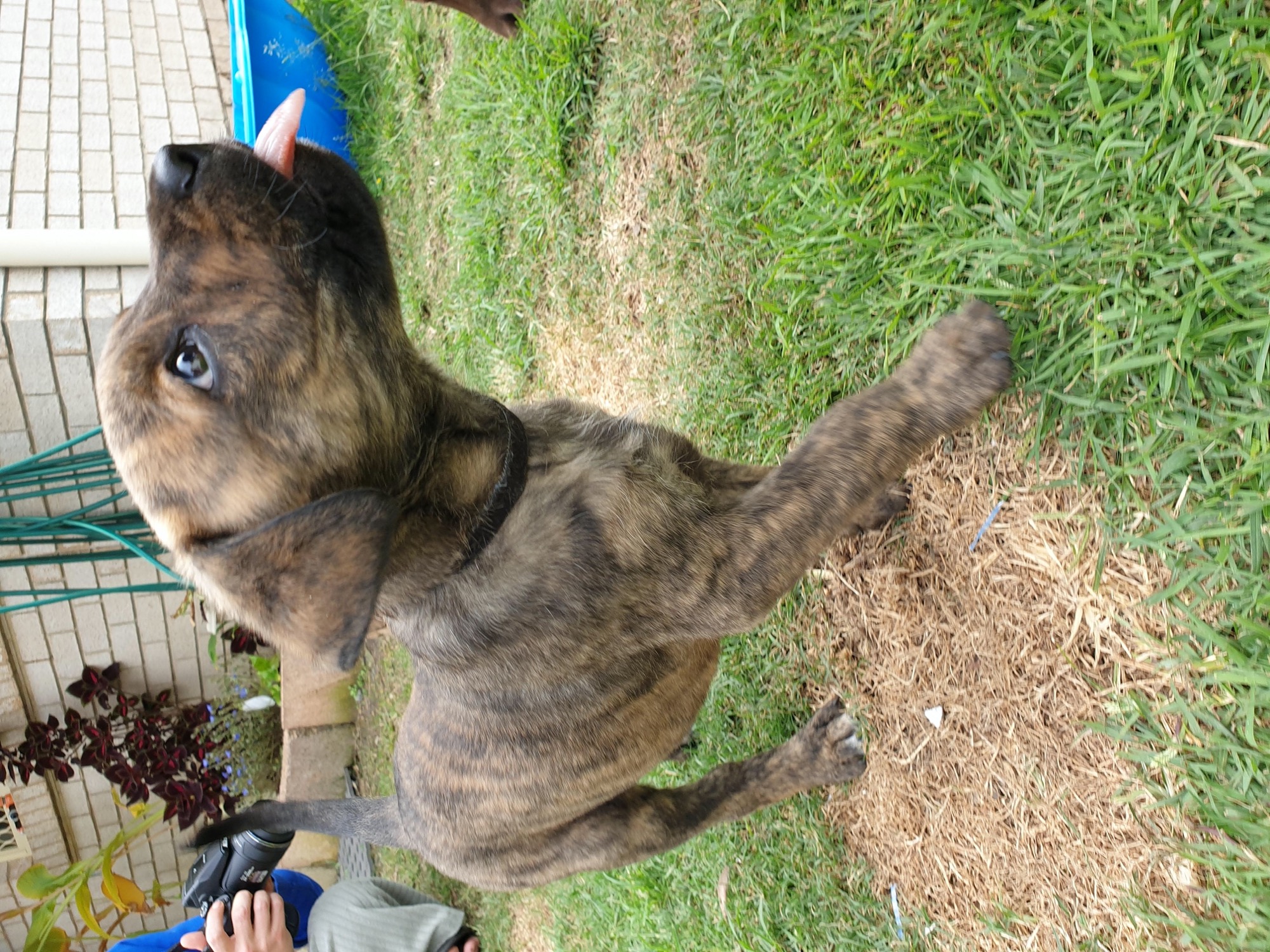 Andy - Large Male Rhodesian Ridgeback x Mastiff Dog in QLD - PetRescue