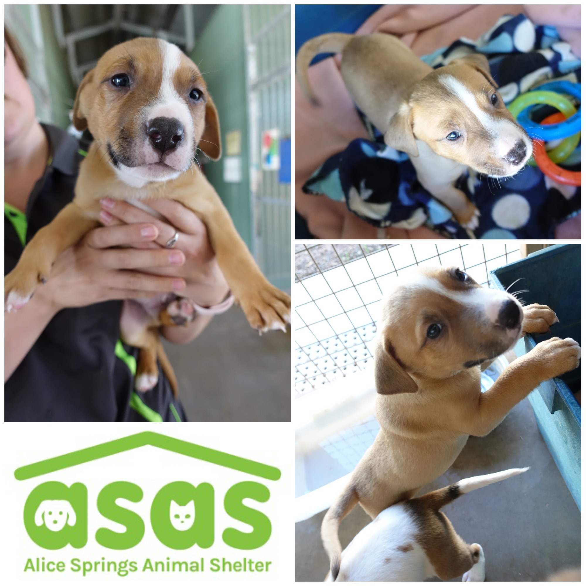 Keegan DG20-308 - Medium Male Mixed Breed Mix Dog in NT - PetRescue