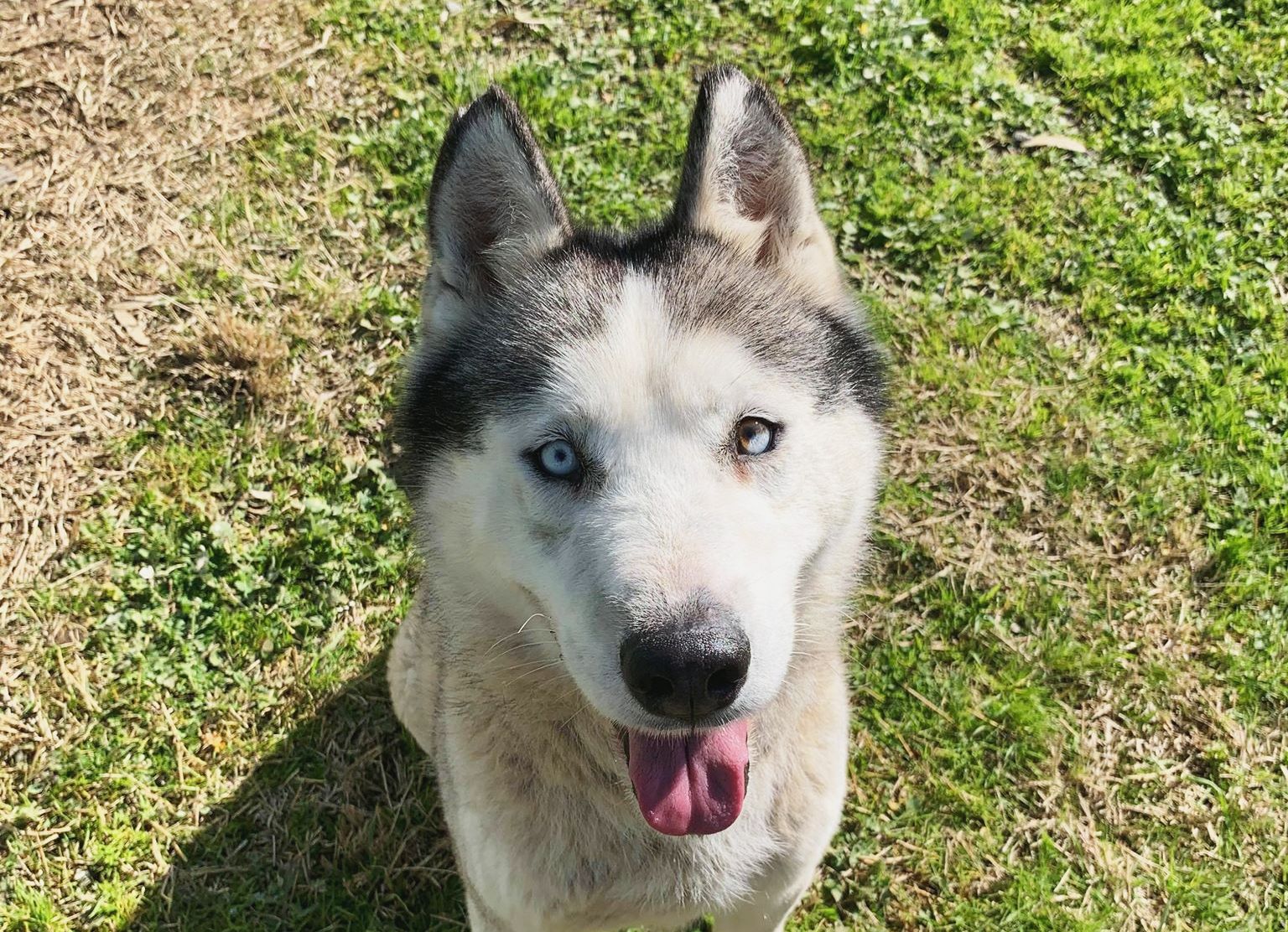 Simba - Large Male Siberian Husky Dog in VIC - PetRescue