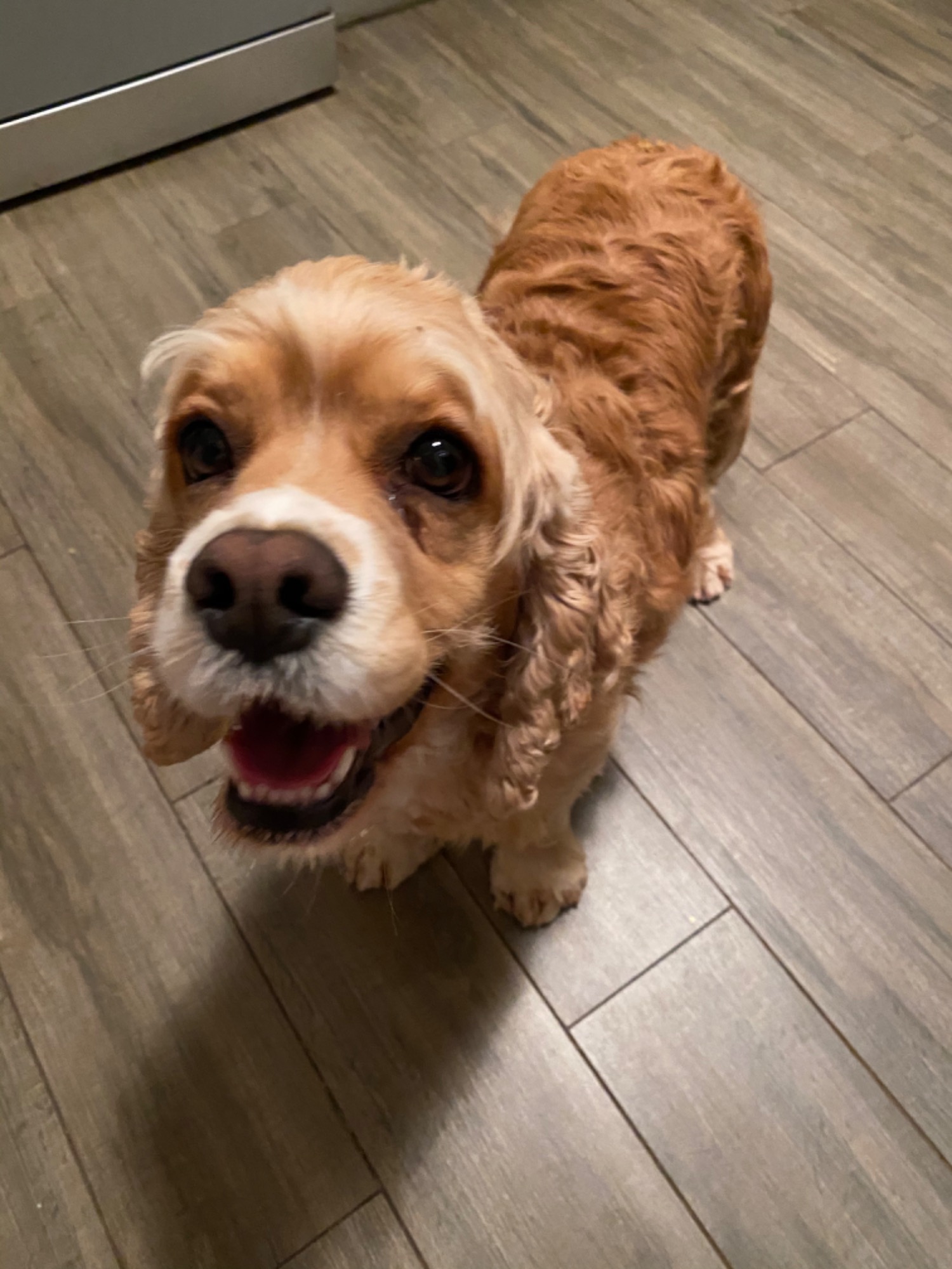 Connie - Medium Female Cocker Spaniel Dog in NSW - PetRescue