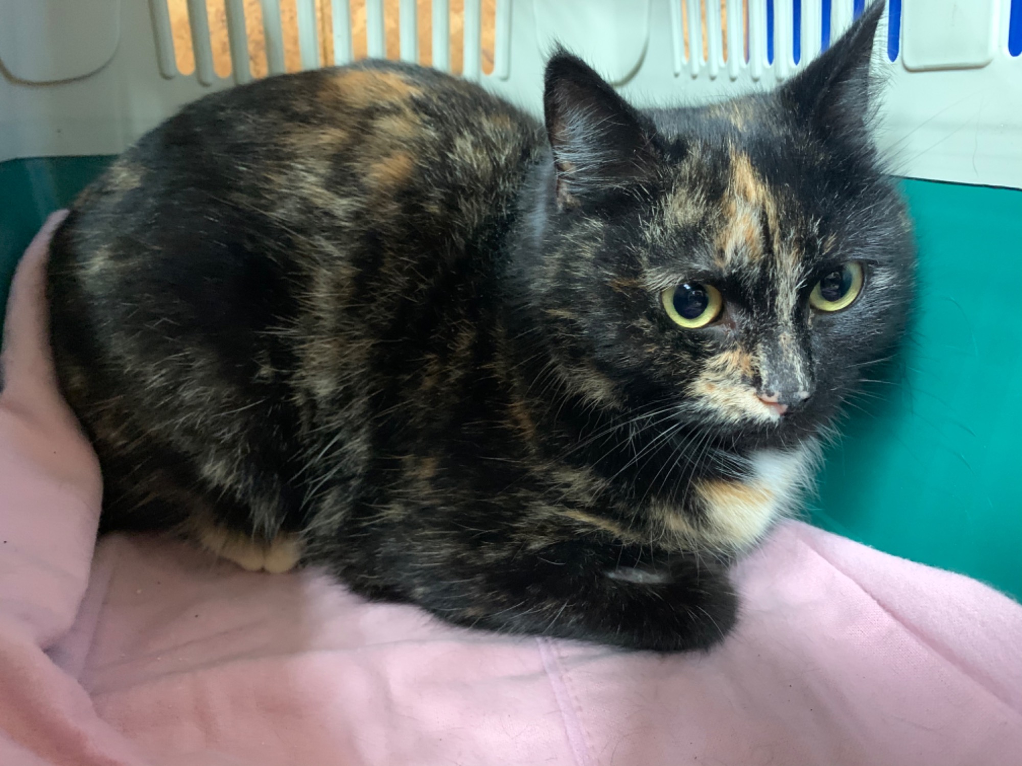 Baelish - Female Domestic Short Hair Cat in VIC - PetRescue