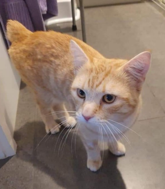Whiskers - Male Manx Cat in QLD - PetRescue