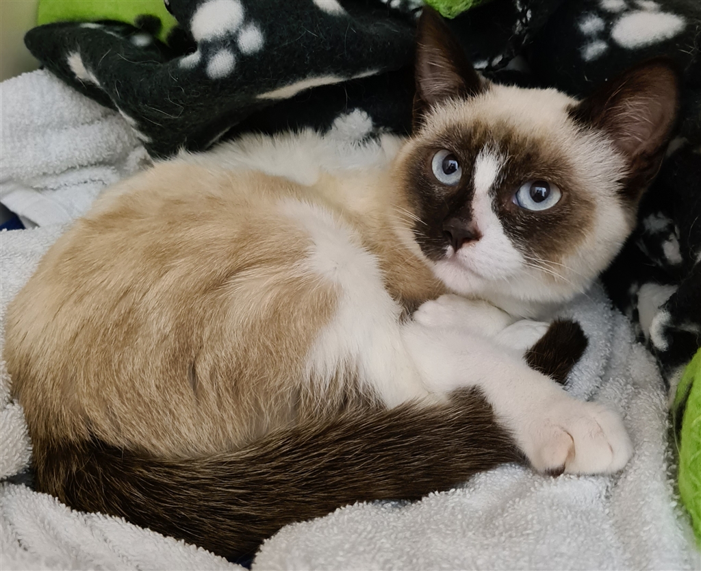 Magic - Female Snowshoe Mix Cat in QLD - PetRescue