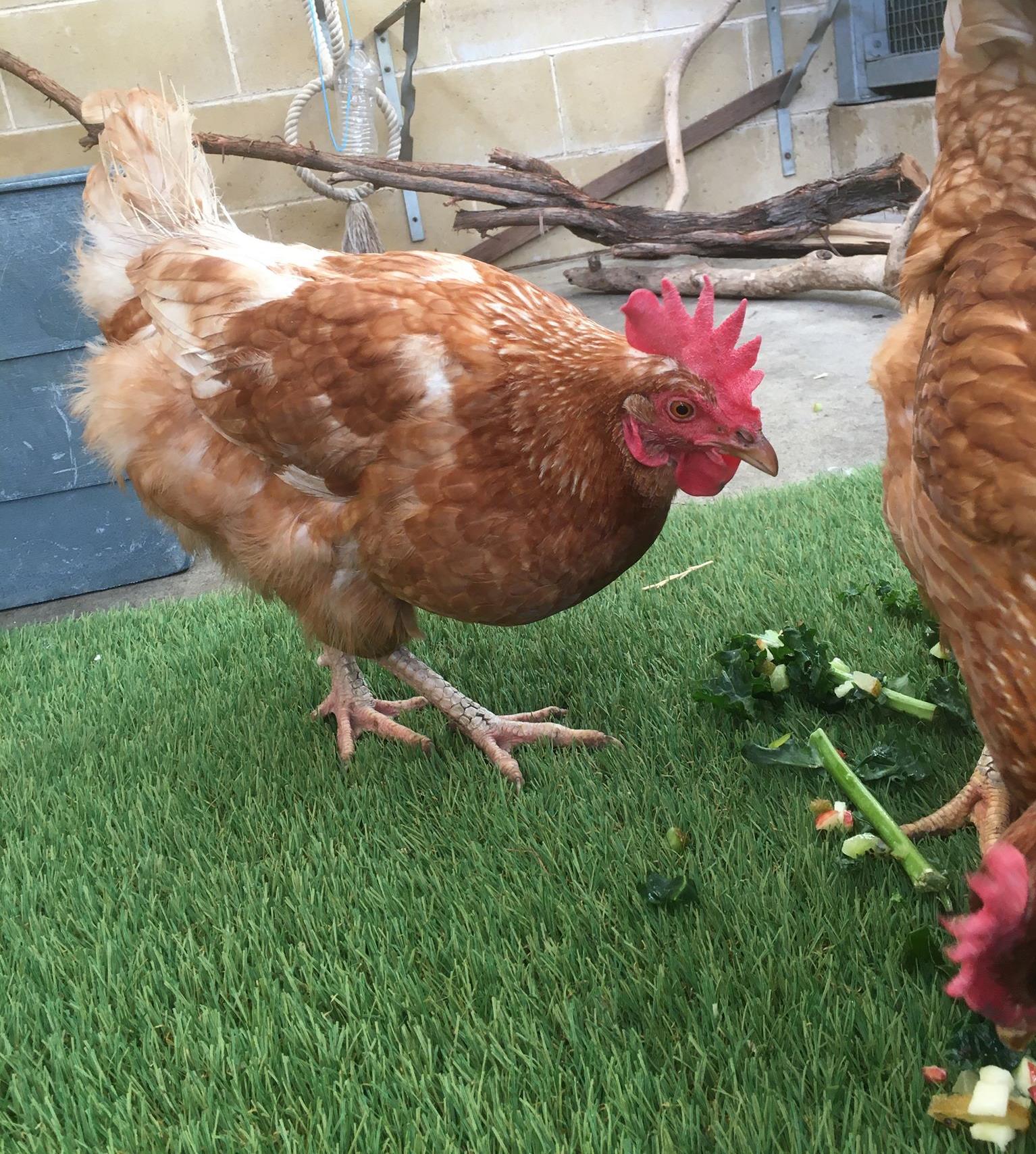 Laura - Female Chicken in NSW - PetRescue