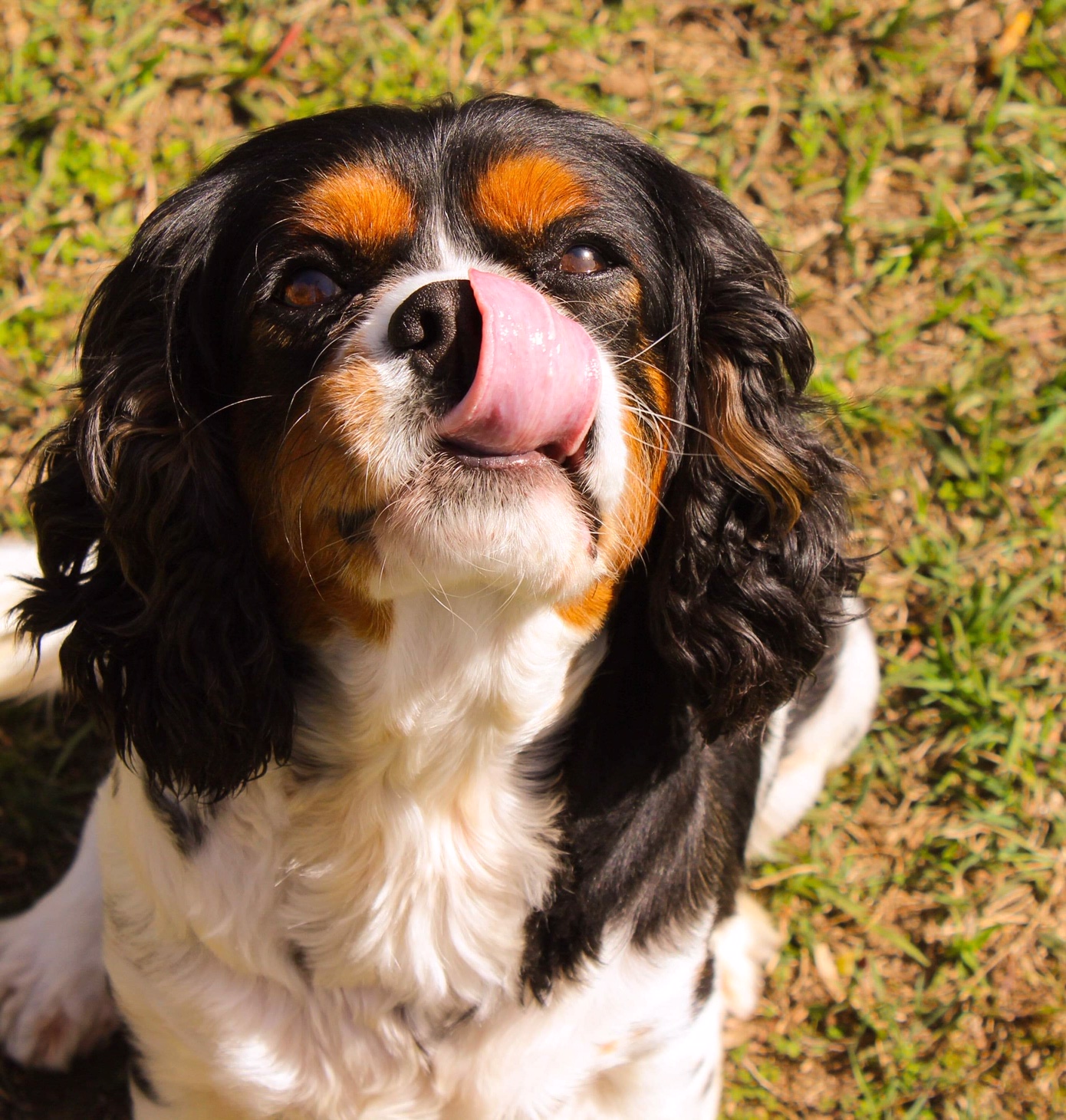 Sheldon - Small Male Cavalier King Charles Spaniel Dog in QLD - PetRescue