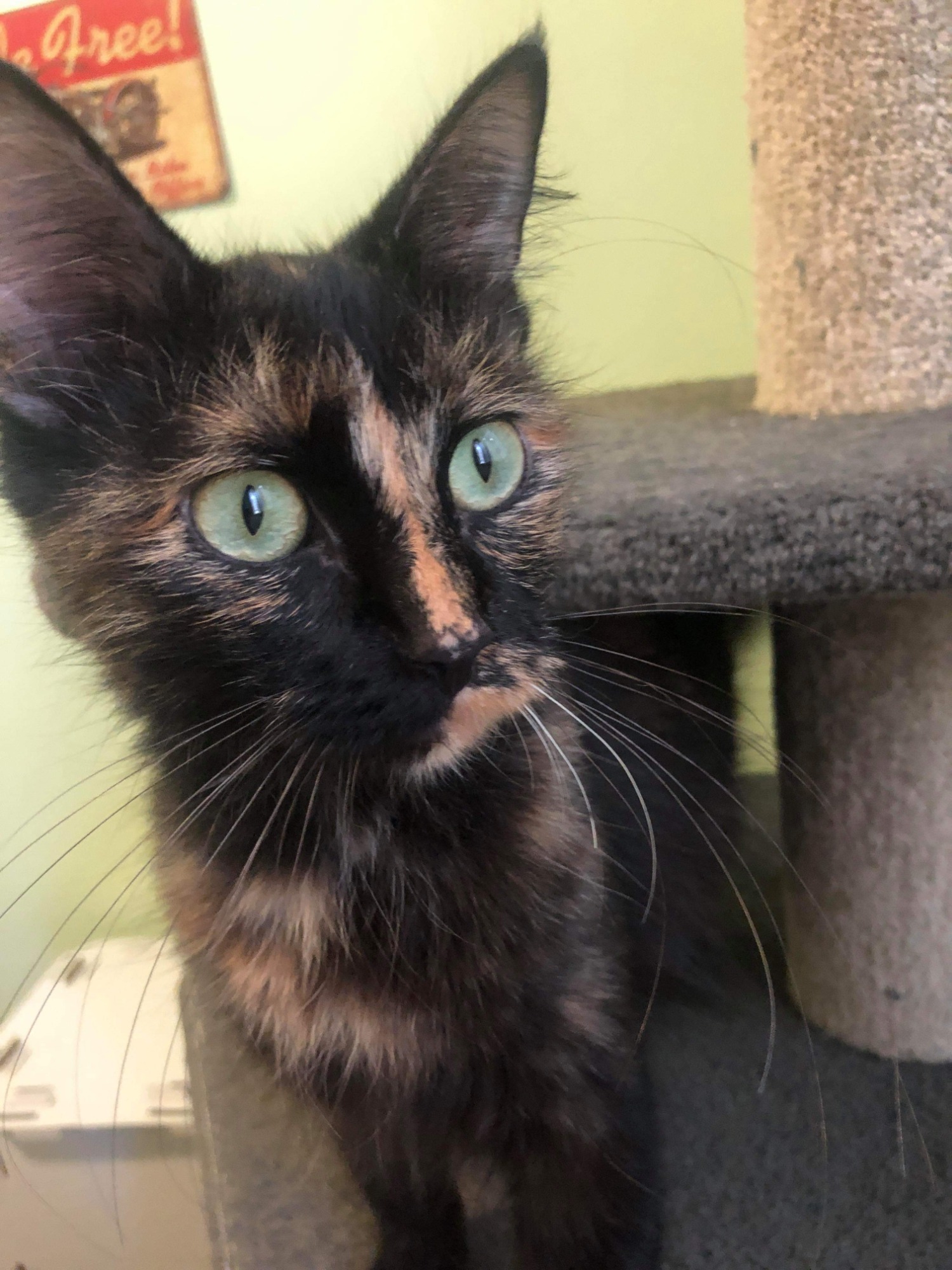 Phoebe - Female Manx Cat in QLD - PetRescue
