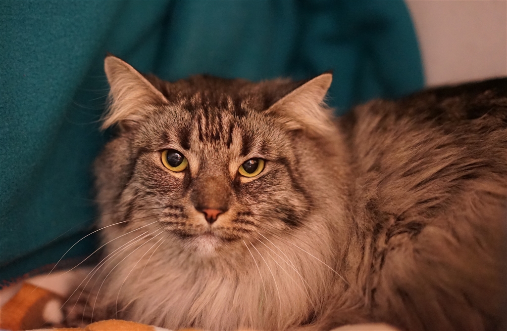 Felix - Male Manx Mix Cat in QLD - PetRescue