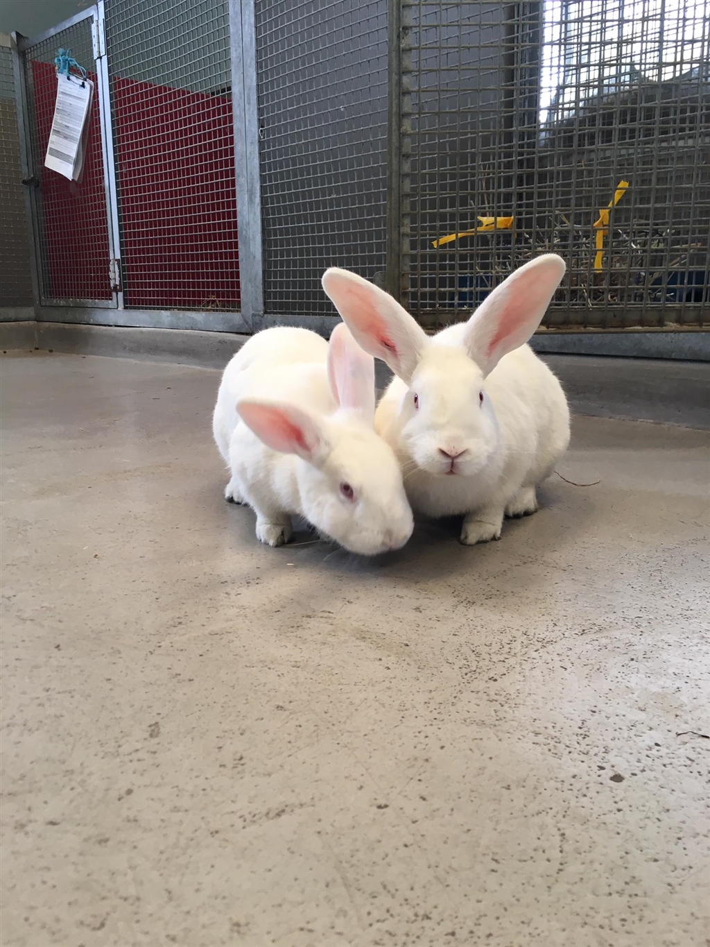 Havana - Male Bunny Rabbit Mix Rabbit in WA - PetRescue