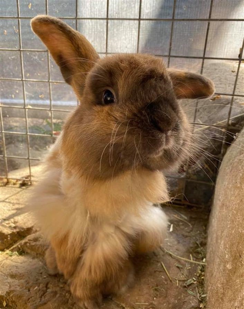 Latte - Male Lop Eared Mix Rabbit in ACT - PetRescue