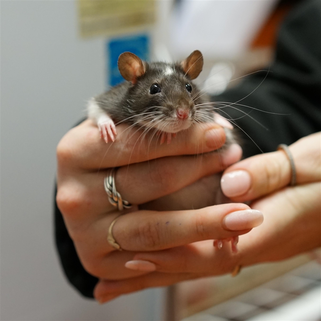 Twinkle - Female Rat Mix Rodent in QLD - PetRescue