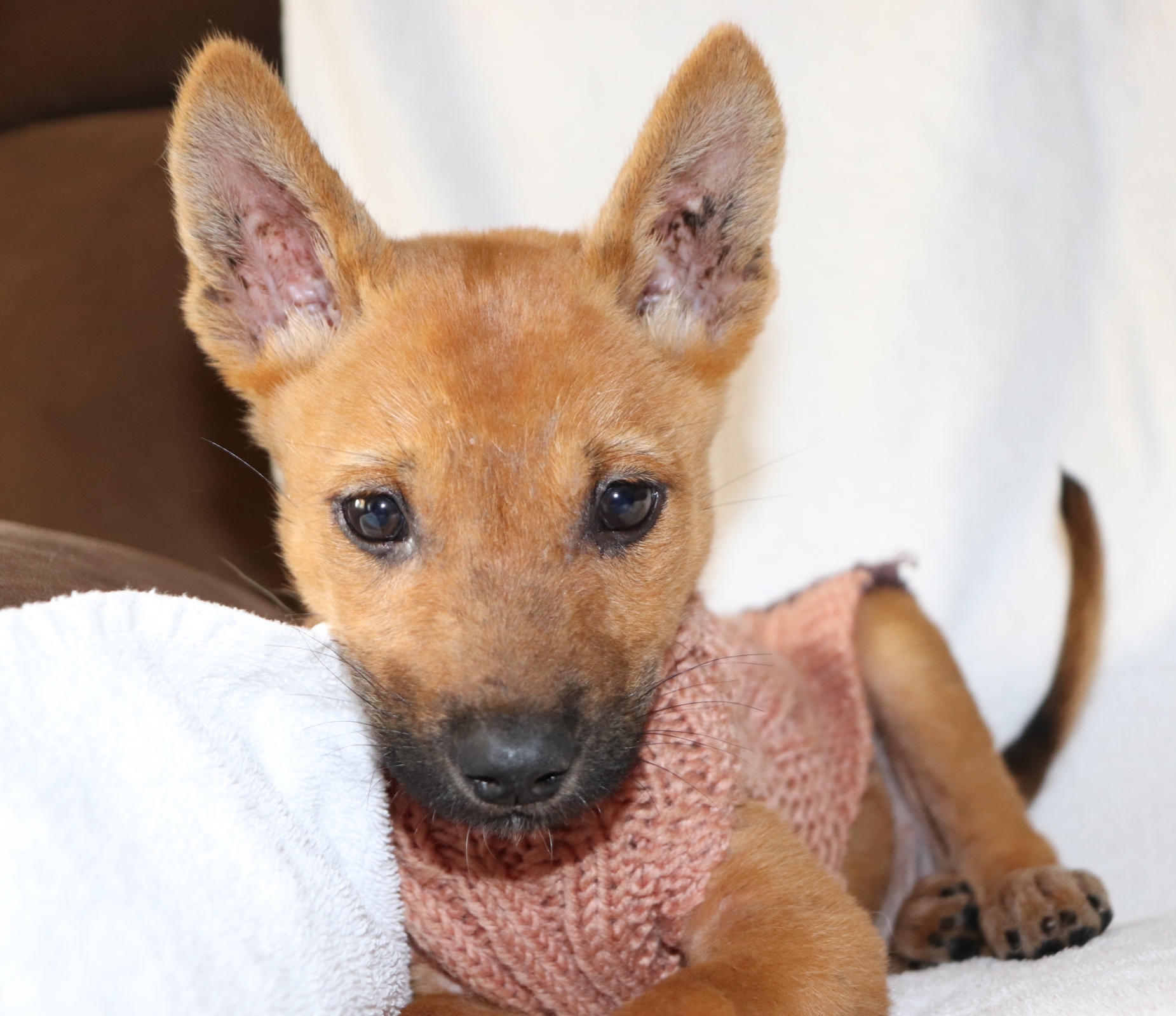 Dingo Den Animal Rescue - PetRescue