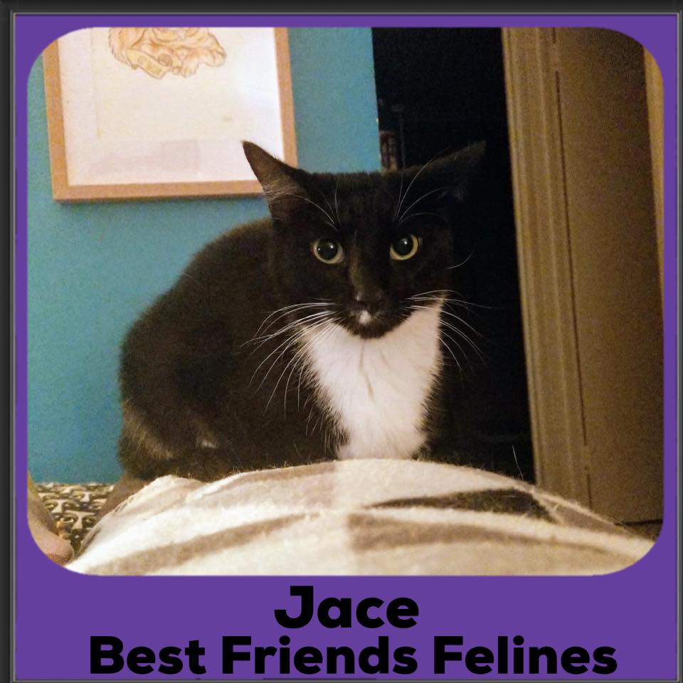 Jace - Male Domestic Short Hair Cat in QLD - PetRescue