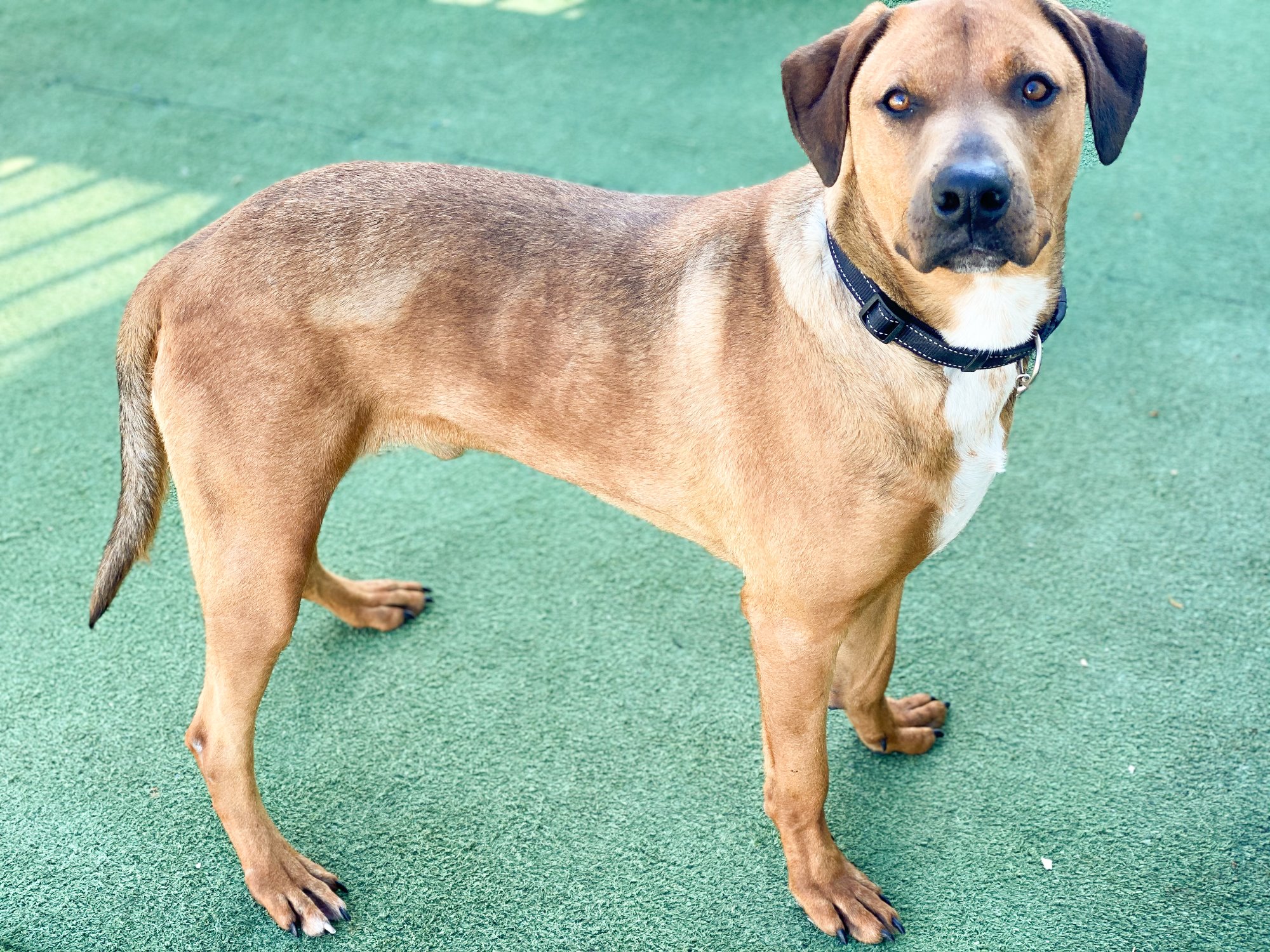 Buddy - Large Male Rhodesian Ridgeback x Rottweiler x Bull Arab Mix Dog ...