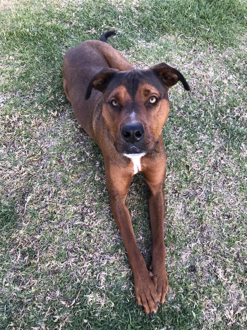 Milo - Medium Male Rottweiler x American Staffordshire Bull Terrier Mix ...