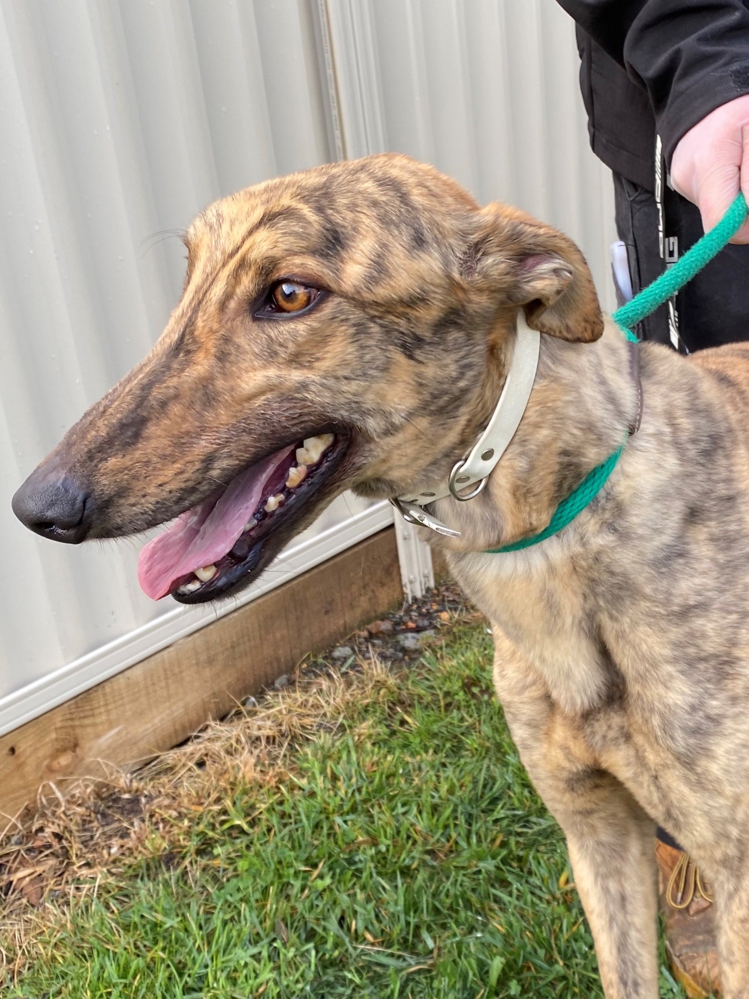 Clyde - Large Male Greyhound Dog in VIC - PetRescue