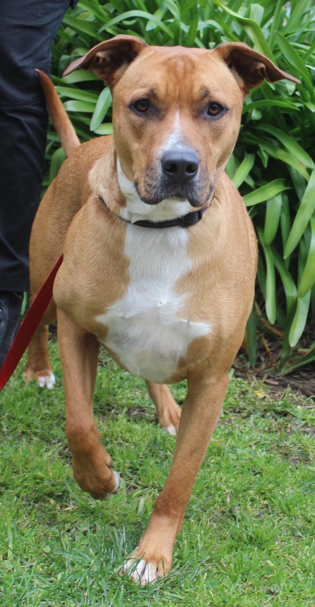 Zeus - Large Male Boxer x American Staffordshire Terrier Dog in NSW ...