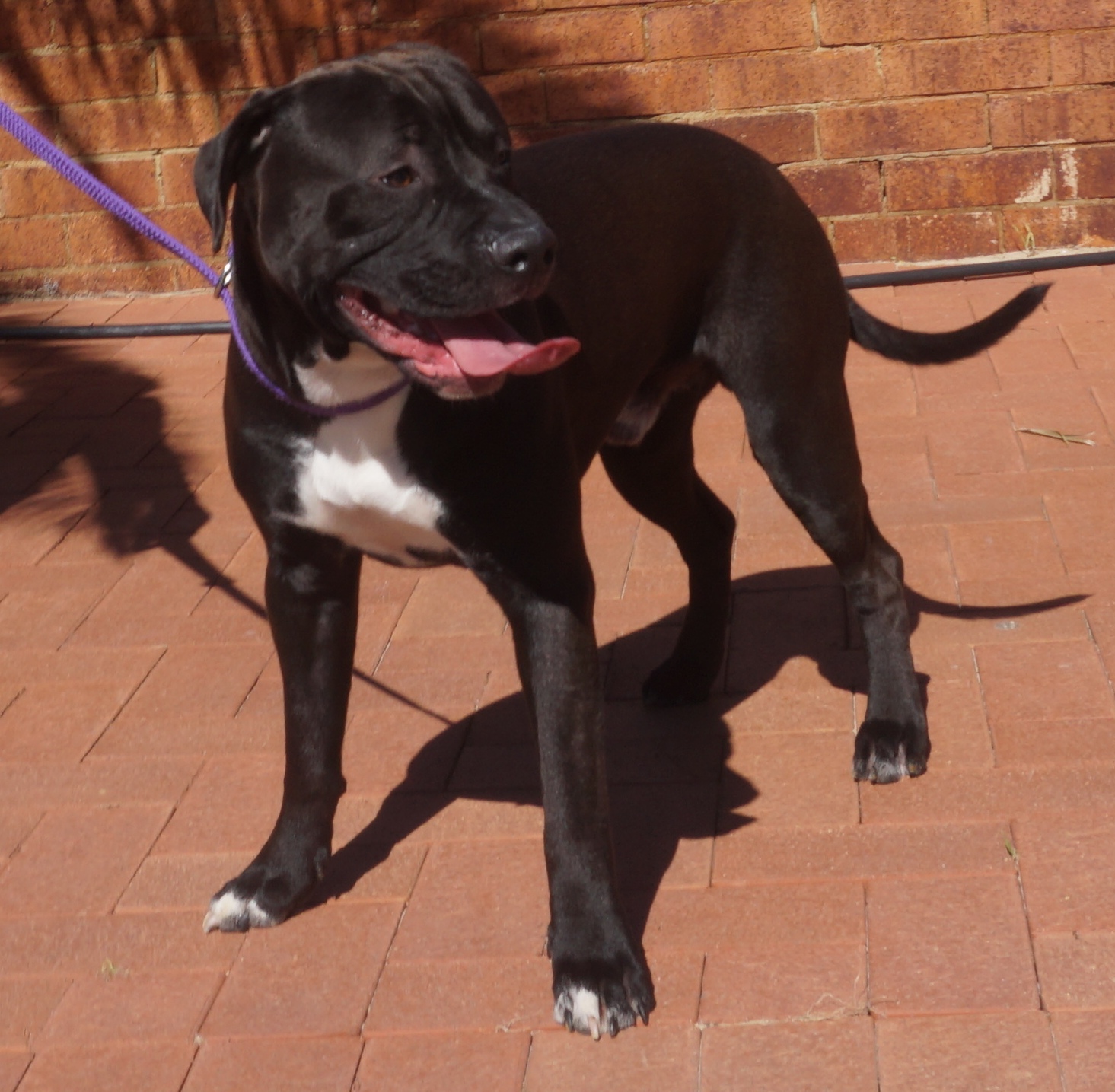Bronx - Medium Male American Bulldog x Boxer Mix Dog in WA - PetRescue