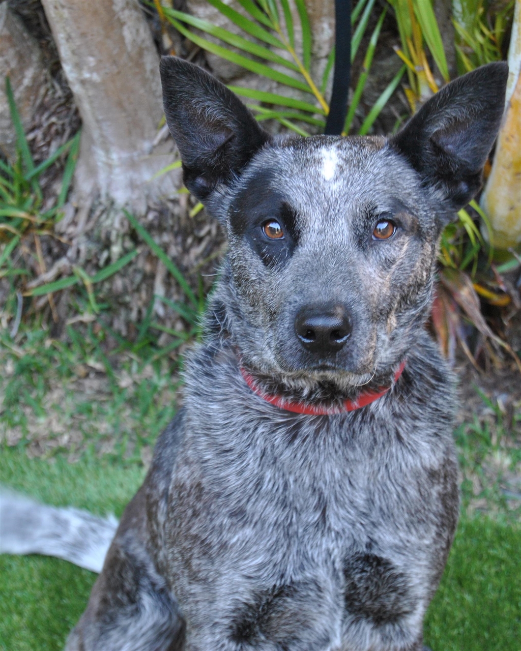 RSPCA Noosa - PetRescue