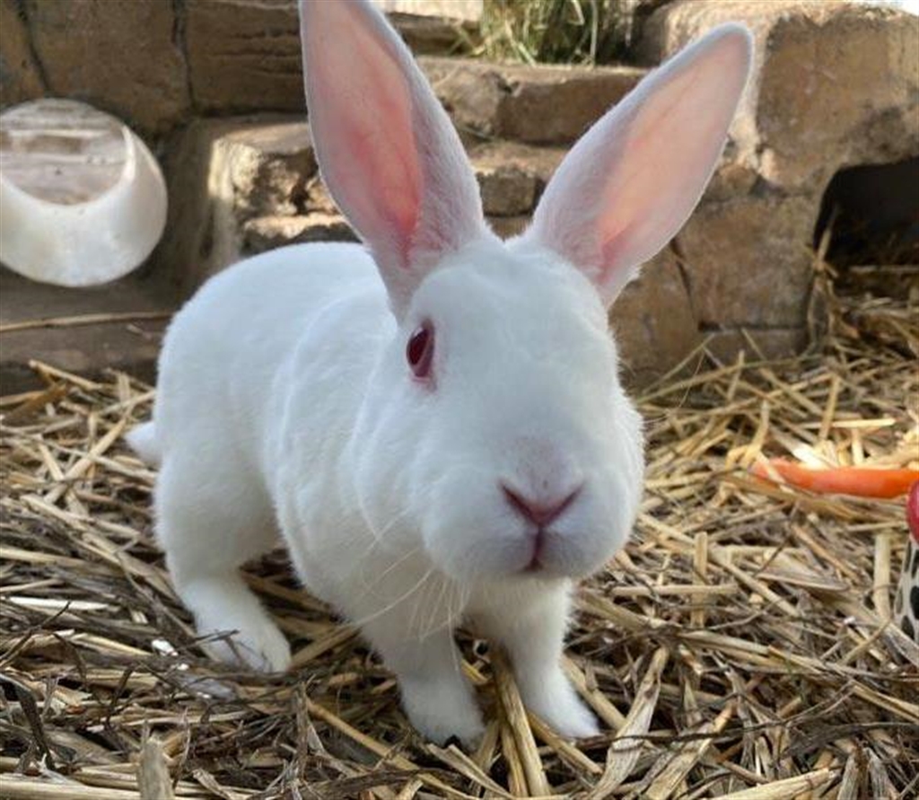 Poppy - Female Mini Rex Rabbit in ACT - PetRescue