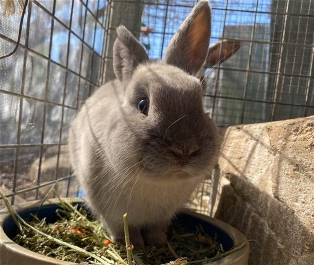 Henry - Male Netherland Dwarf x Bunny Rabbit Mix Rabbit in ACT - PetRescue
