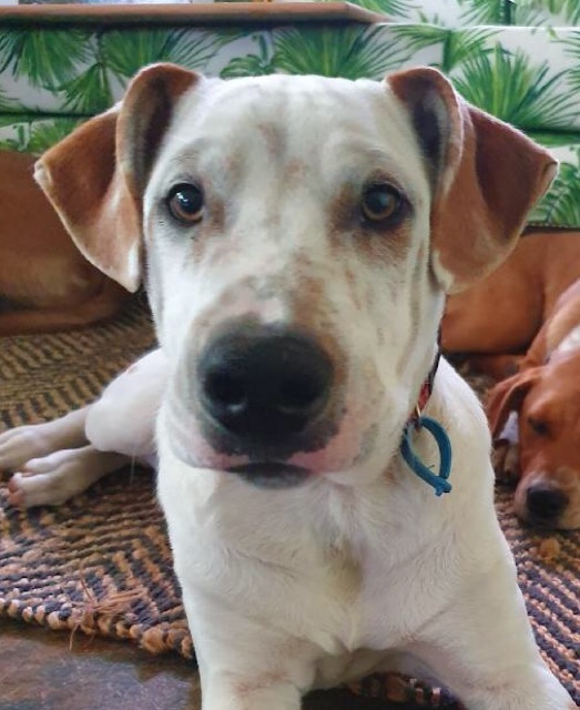 Louie - Medium Male Red Heeler x Rhodesian Ridgeback Mix Dog in WA ...