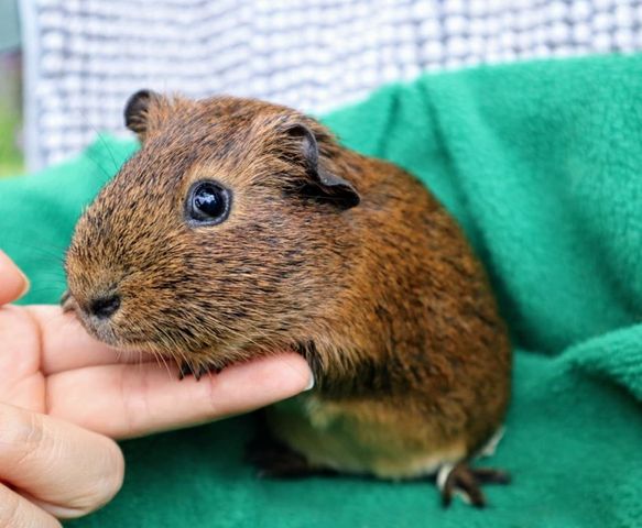 Middy - Male Short-hair Guinea Pig in NSW - PetRescue