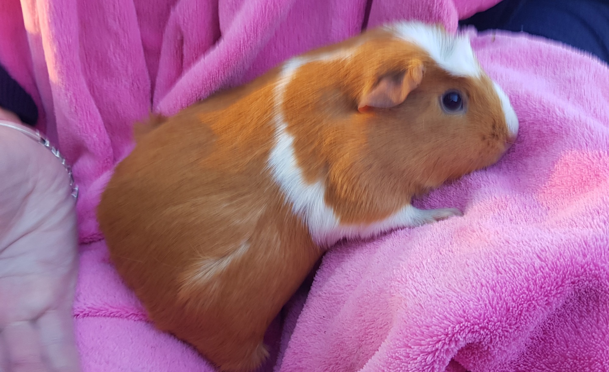 Stripe - Female Short-hair Guinea Pig in NSW - PetRescue