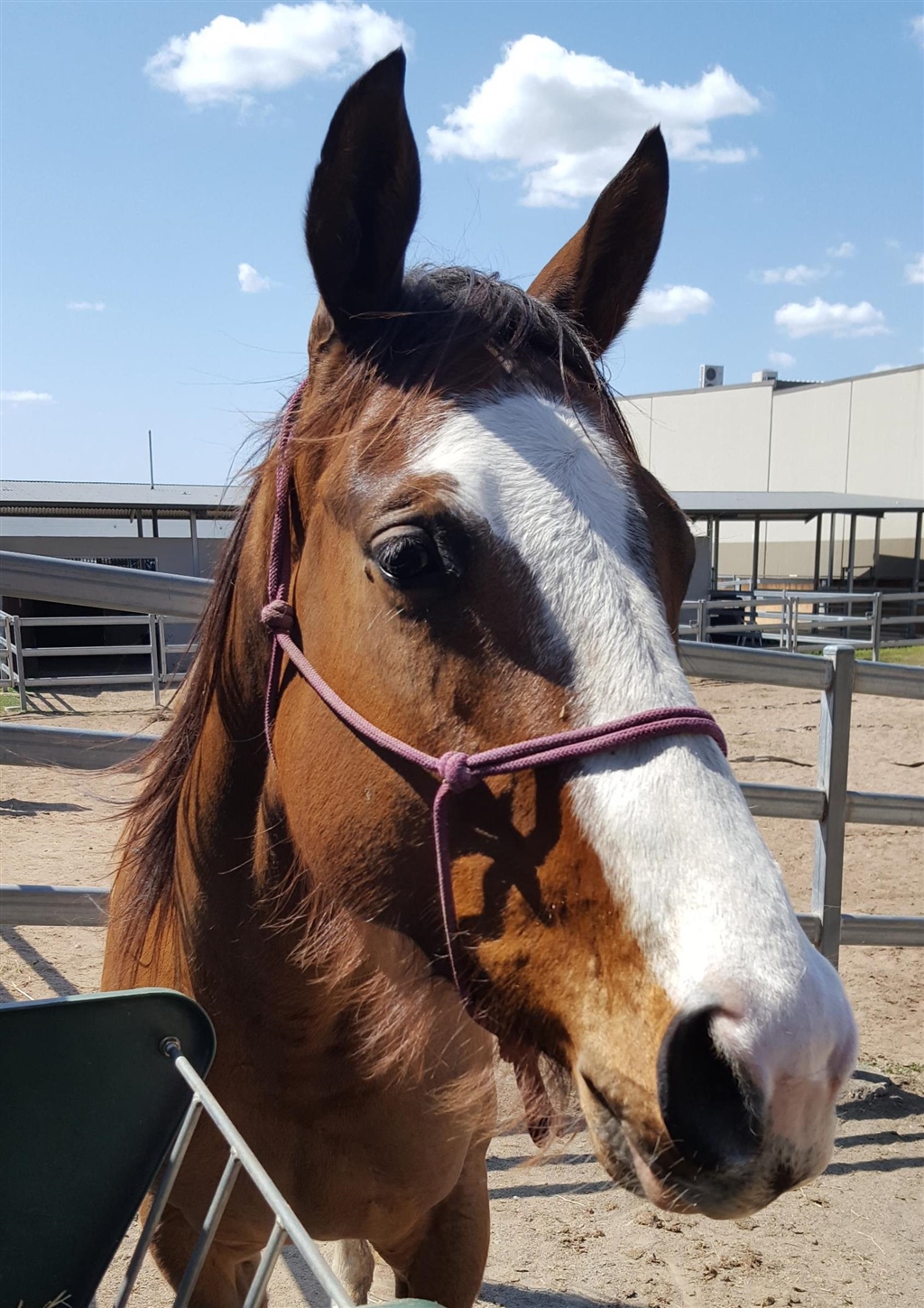 Chloe - Female Thoroughbred Mix Horse in QLD - PetRescue
