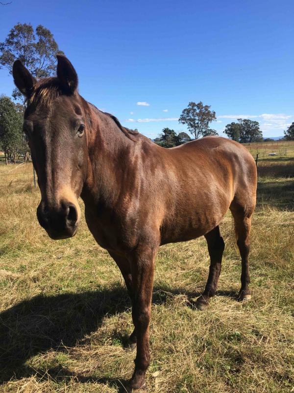 Buck - Male Horse in NSW - PetRescue