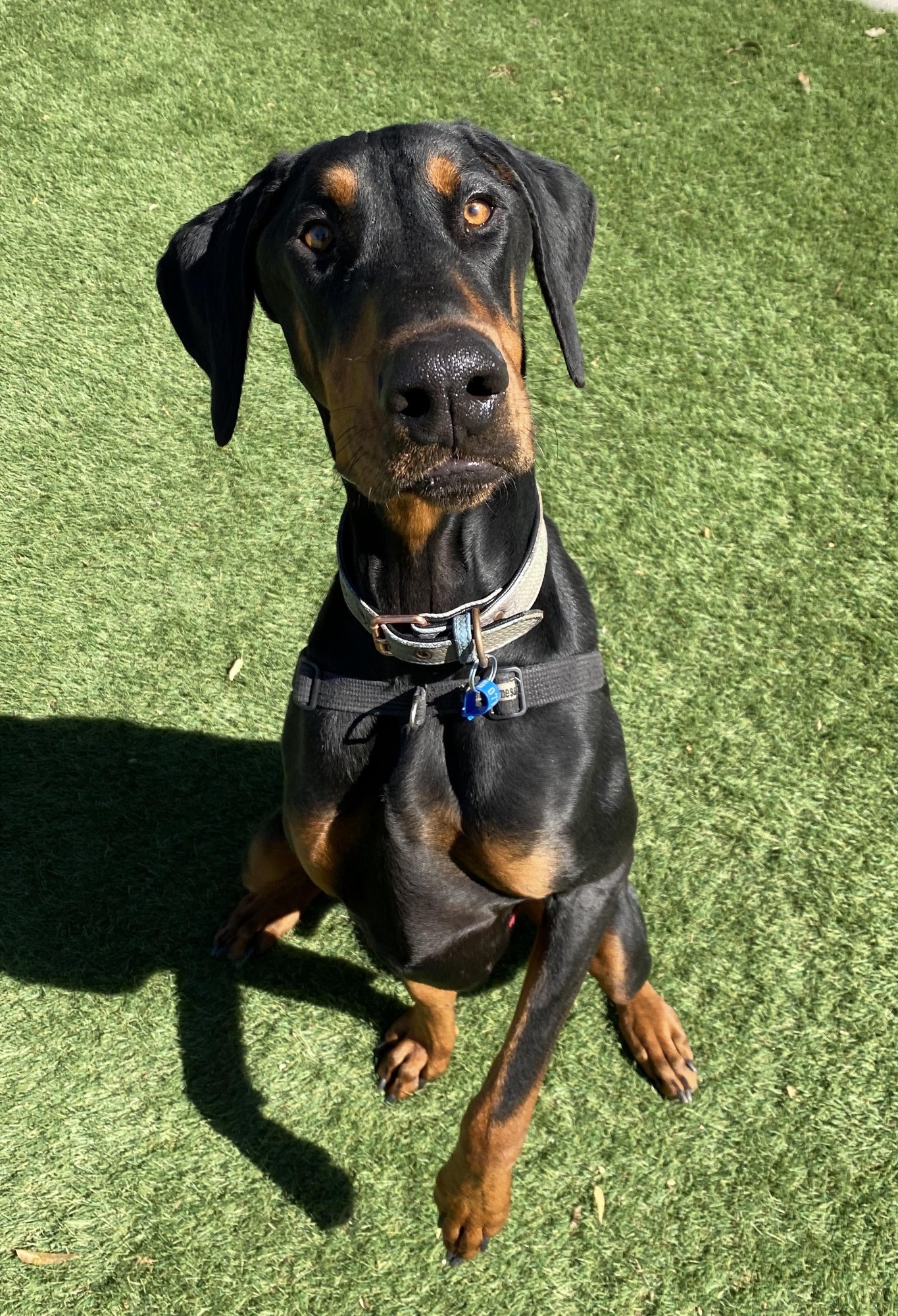 Zeus - Large Male Doberman Dog in NSW - PetRescue