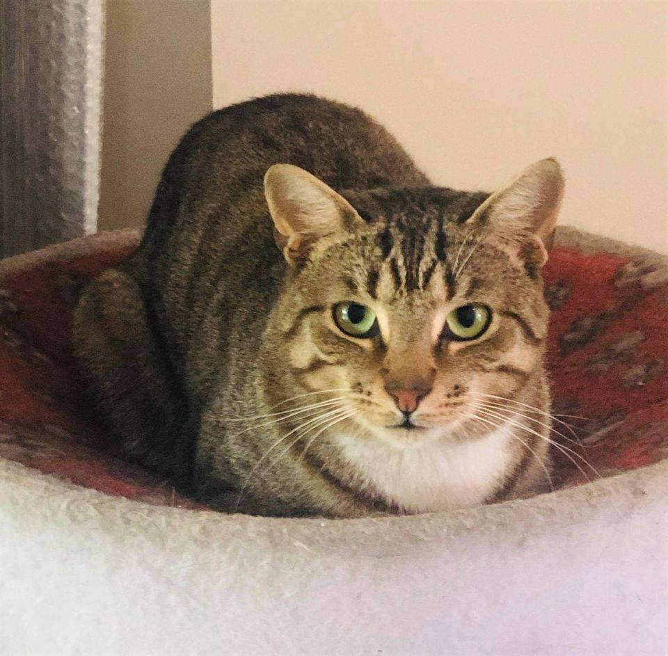 3477 - Myron - Male Domestic Short Hair Cat in WA - PetRescue