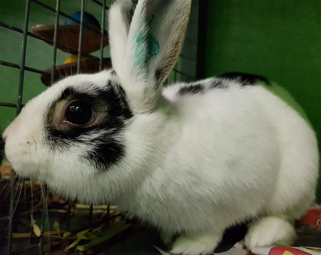 Betel - Male Rabbit Unspecified Rabbit in VIC - PetRescue