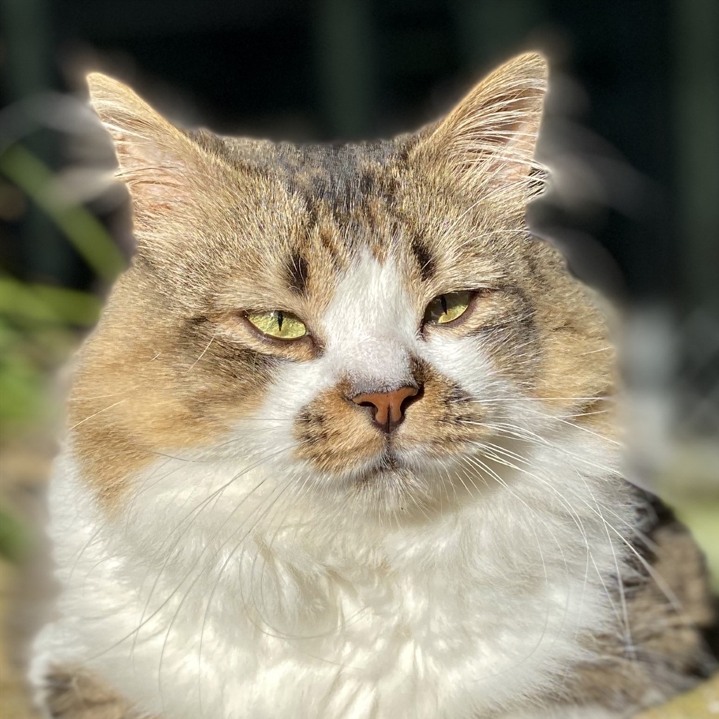 RSPCA Peninsula Victoria - PetRescue