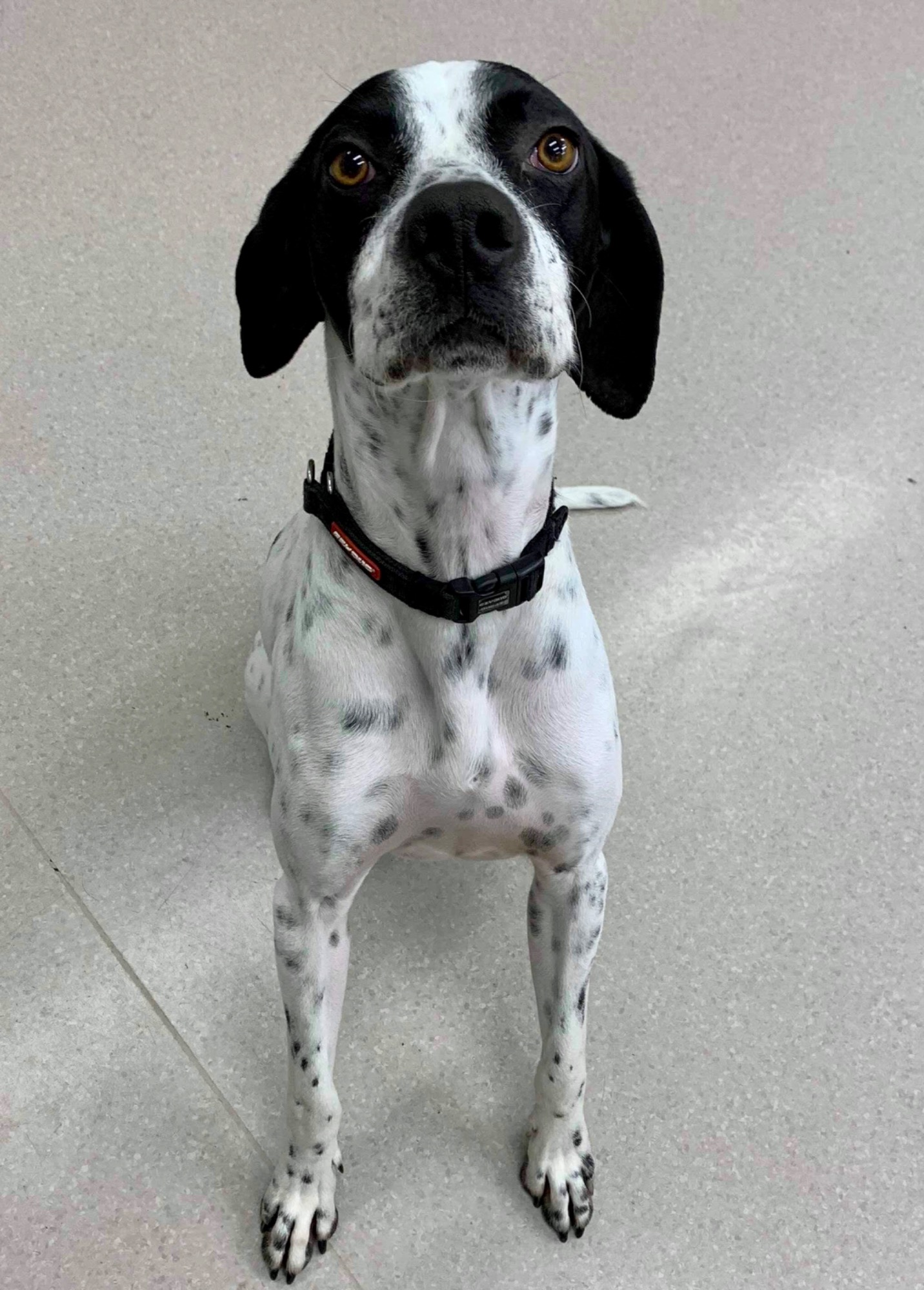 Spike - Medium Male Pointer Dog in VIC - PetRescue
