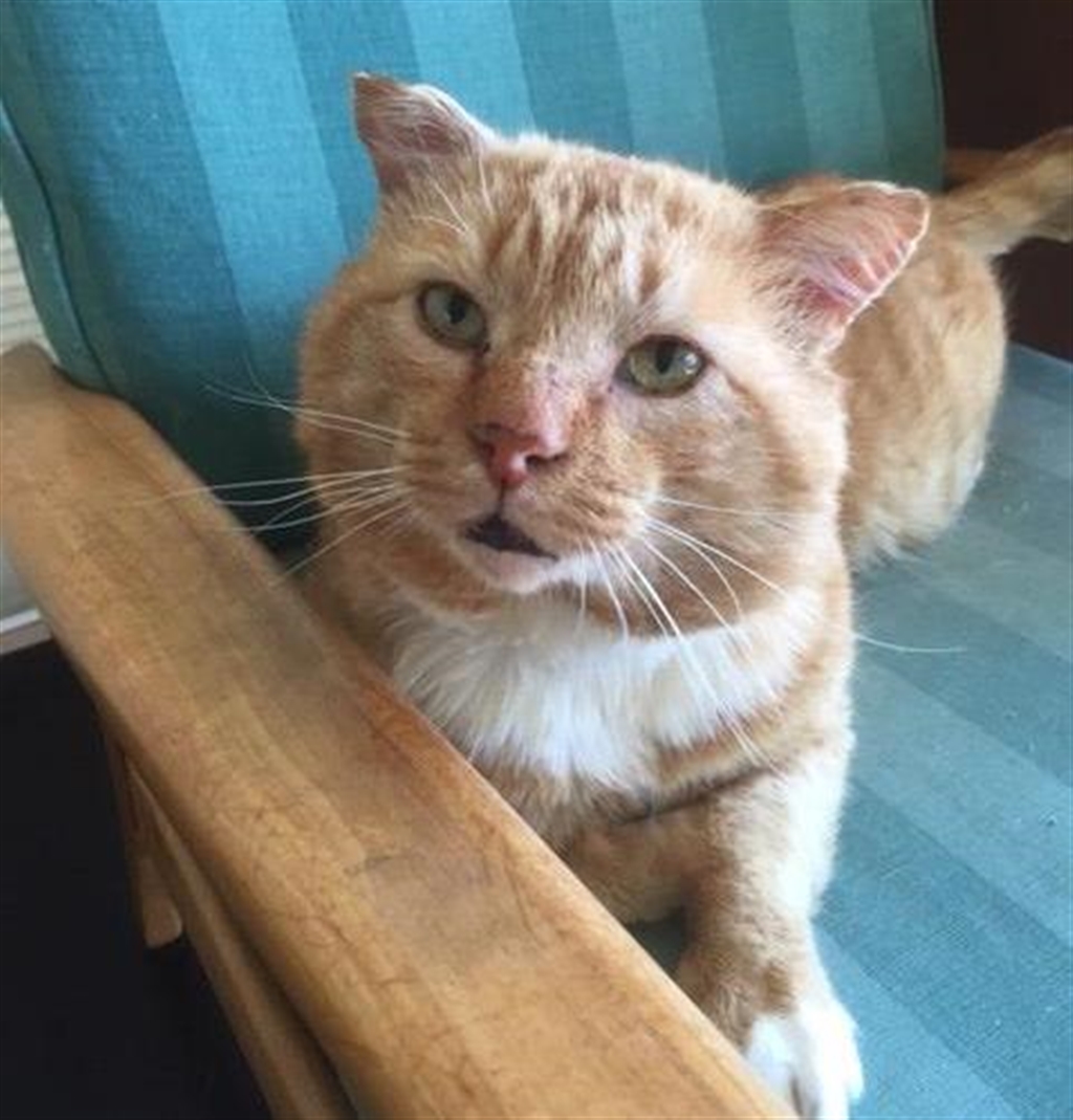 Garfunkel - Male Domestic Short Hair Cat in ACT - PetRescue