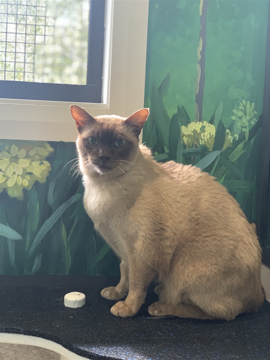 Pablo - Male Burmese Mix Cat in NSW - PetRescue